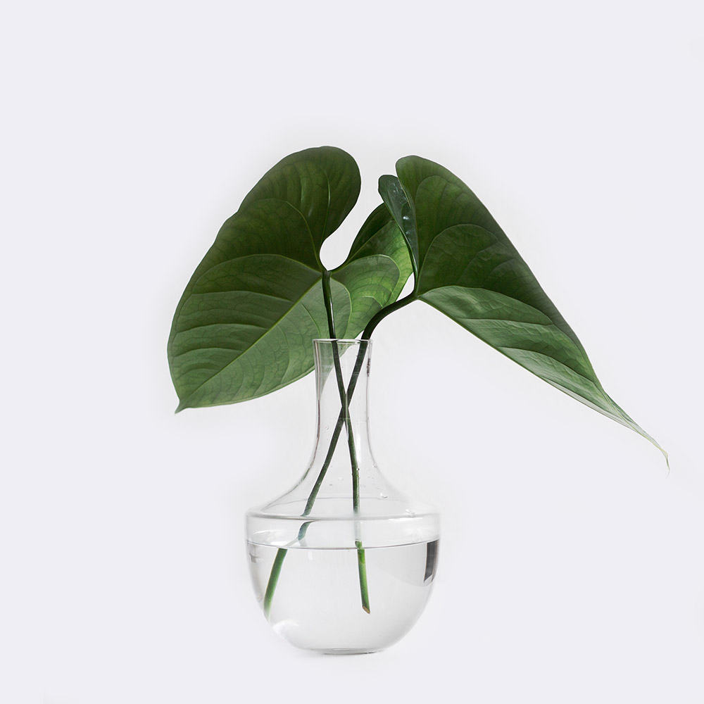 Money Plant – Centre Zad AL-Imane